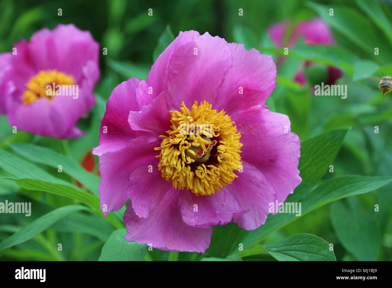Beautiful tropical purple flowers Stock Photo - Alamy