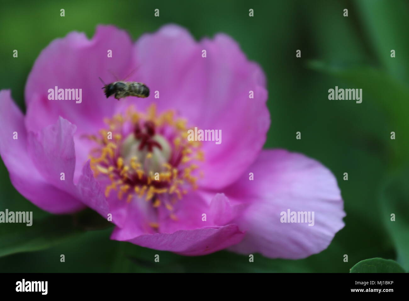Beautiful tropical purple flowers Stock Photo - Alamy