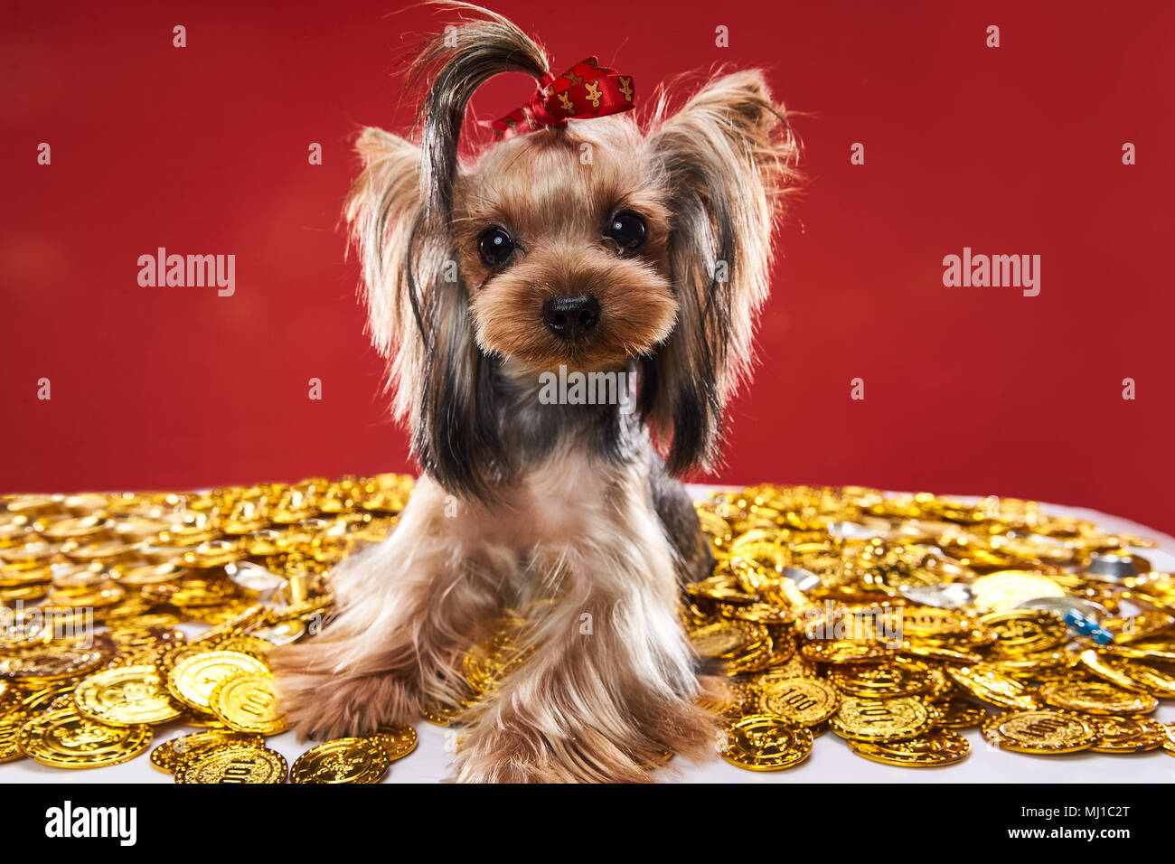 Lovely Yorkshire terrier Stock Photo - Alamy