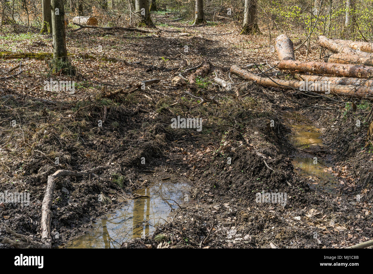 forest soil destruction by big timber harvesting machines Stock Photo ...