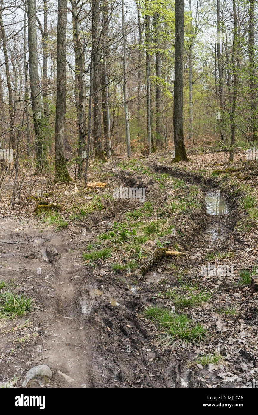 forest soil destruction by big timber harvesting machines Stock Photo ...