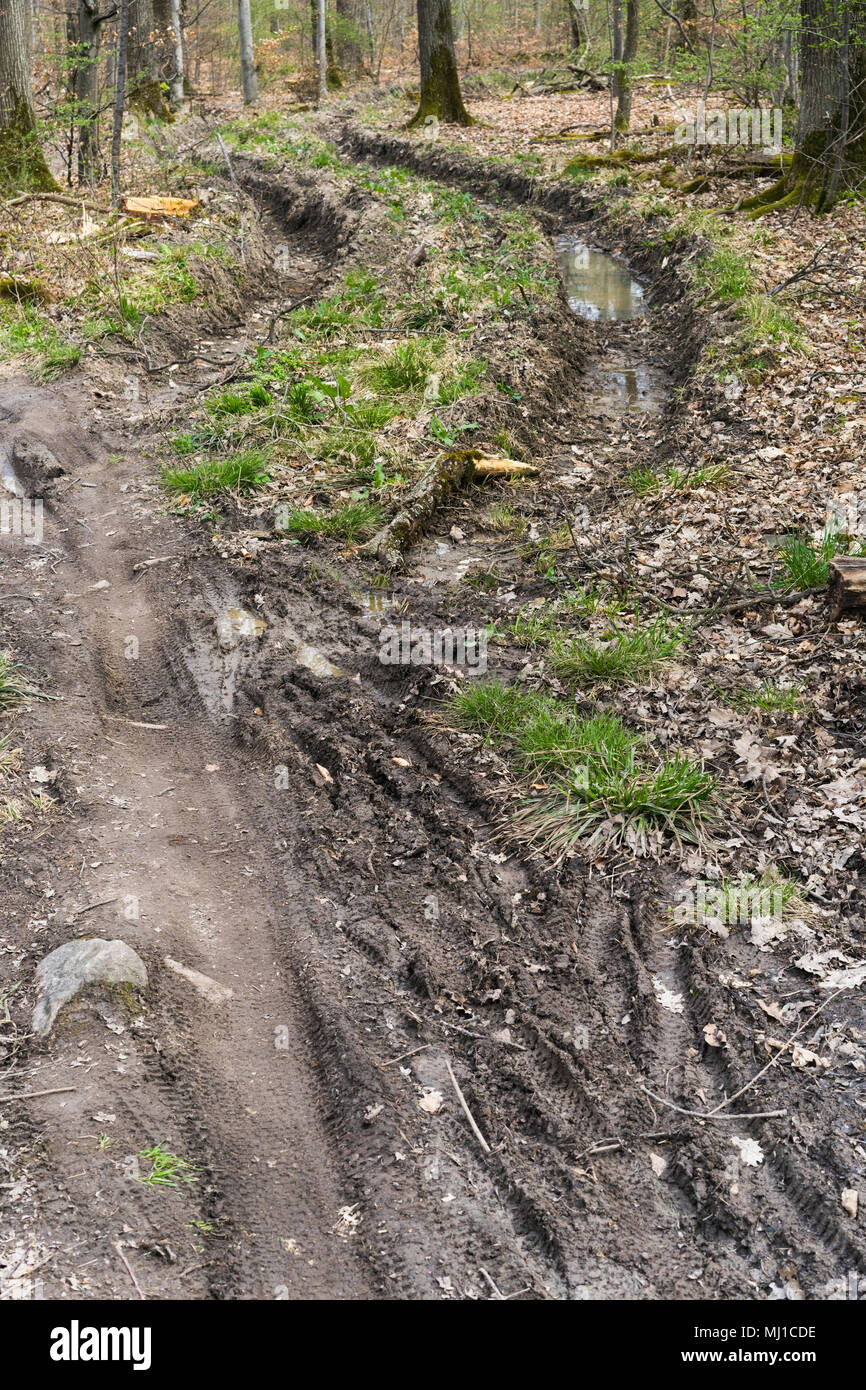 forest soil destruction by big timber harvesting machines Stock Photo ...