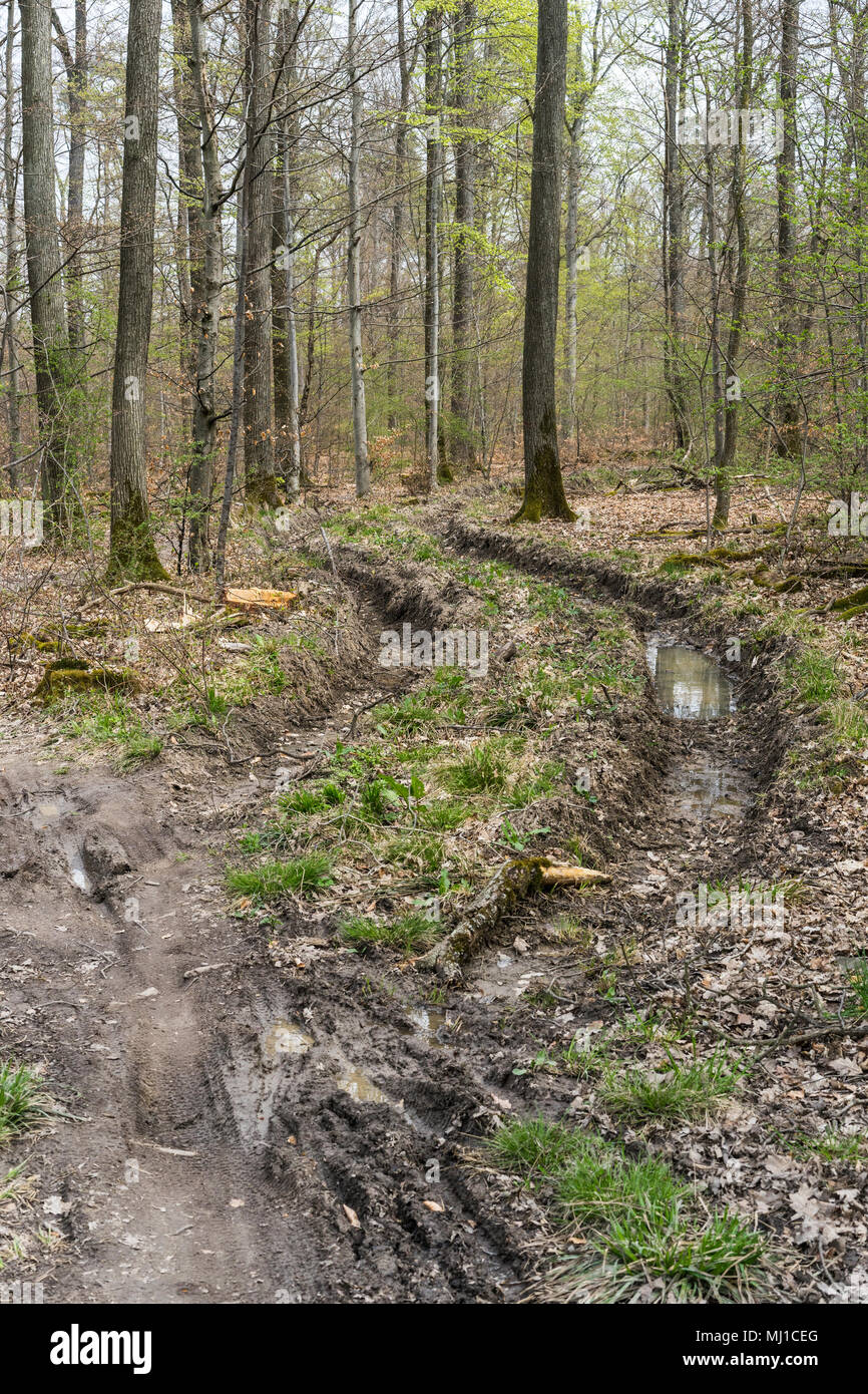 forest soil destruction by big timber harvesting machines Stock Photo ...