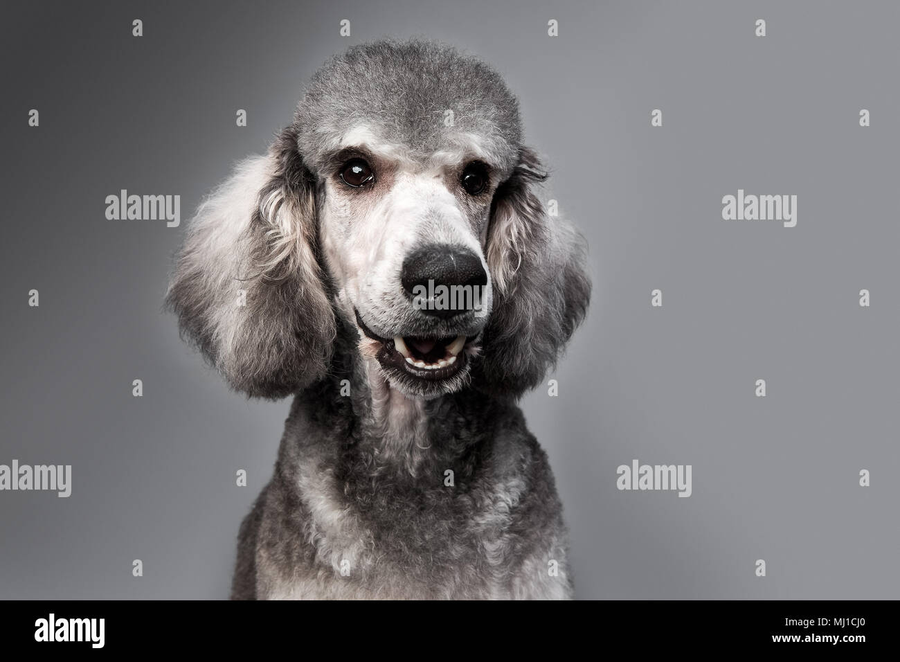 Chinese poodle hi-res stock photography and images - Alamy