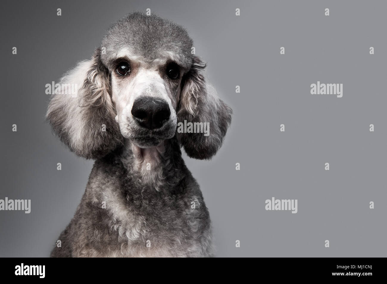 Chinese poodle hi-res stock photography and images - Alamy