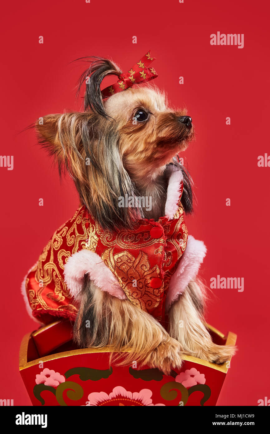One year old yorkshire terrier hi-res stock photography and images - Alamy