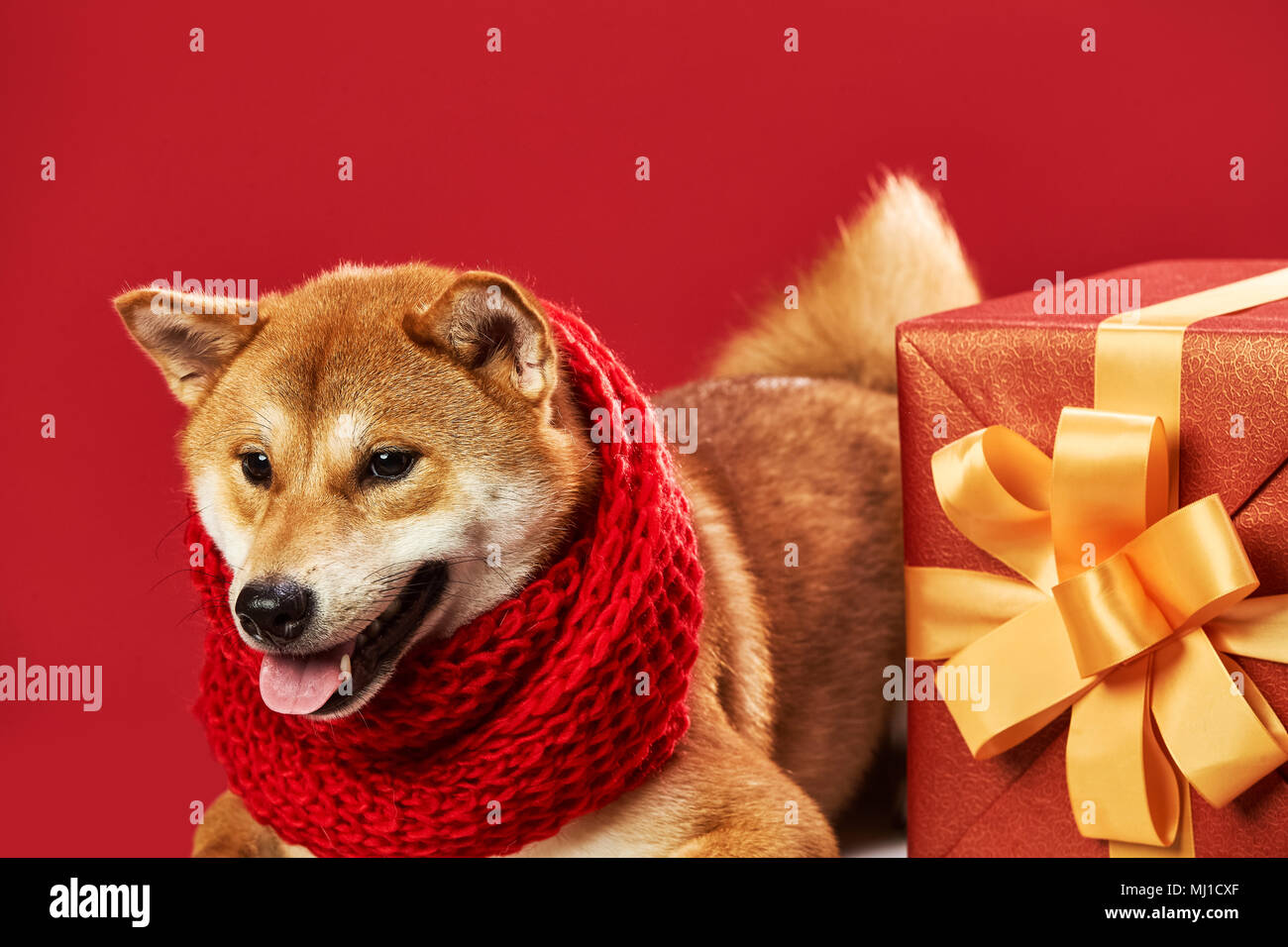 Cute shiba inu Stock Photo - Alamy