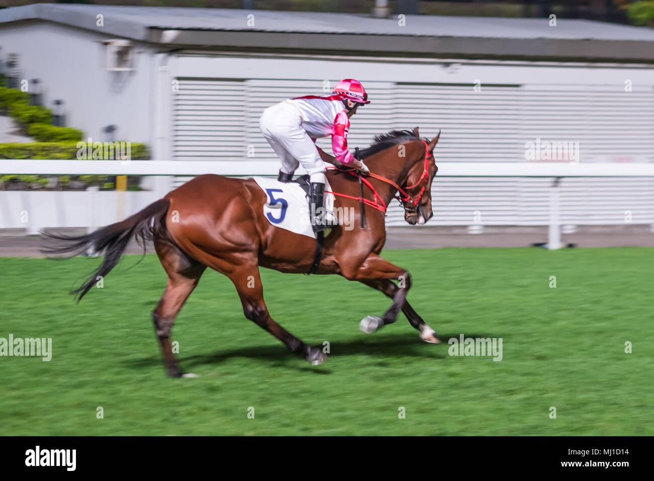 Single thoroughbred horse ridden by jockey. Night horse racing ...