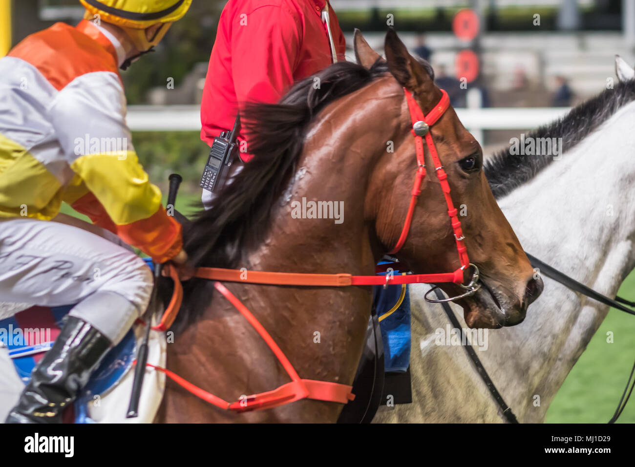Endurance horse race hi-res stock photography and images - Alamy