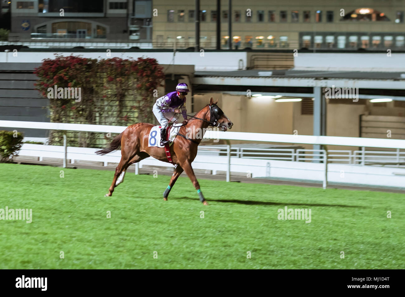 Endurance horse race hi-res stock photography and images - Alamy