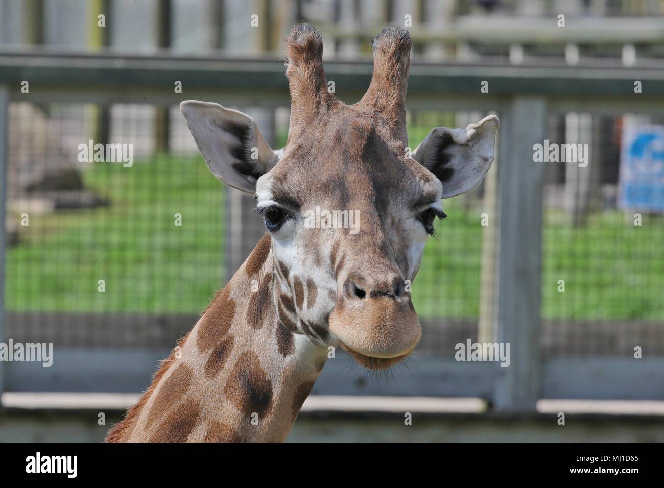 Giraff hi-res stock photography and images - Alamy