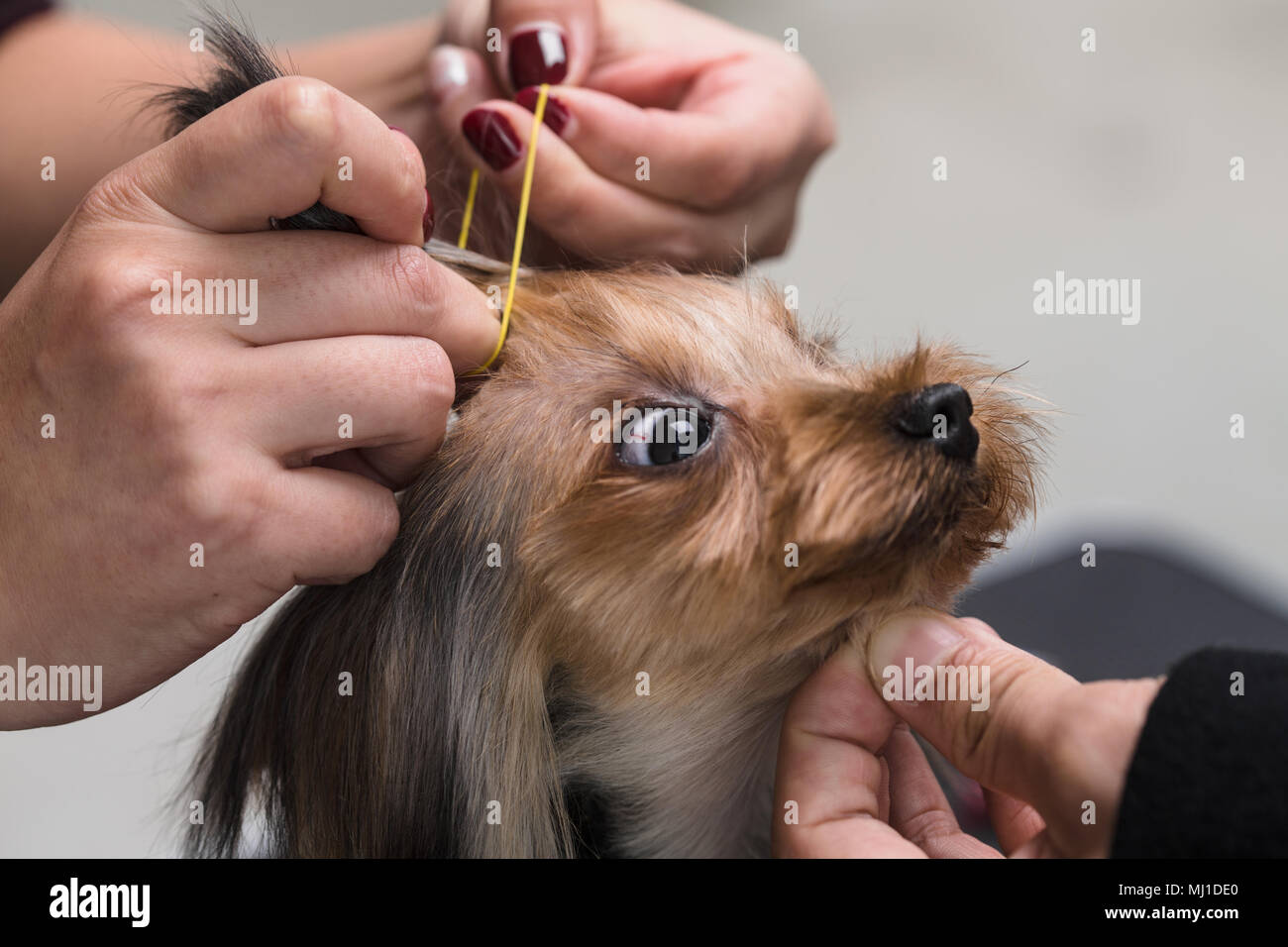 Pet beautician to dog grooming Stock Photo - Alamy