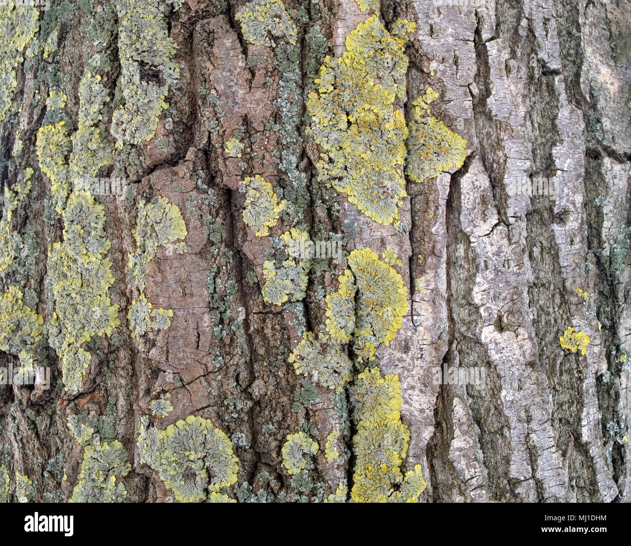 Bark of poplar tree Stock Photo - Alamy