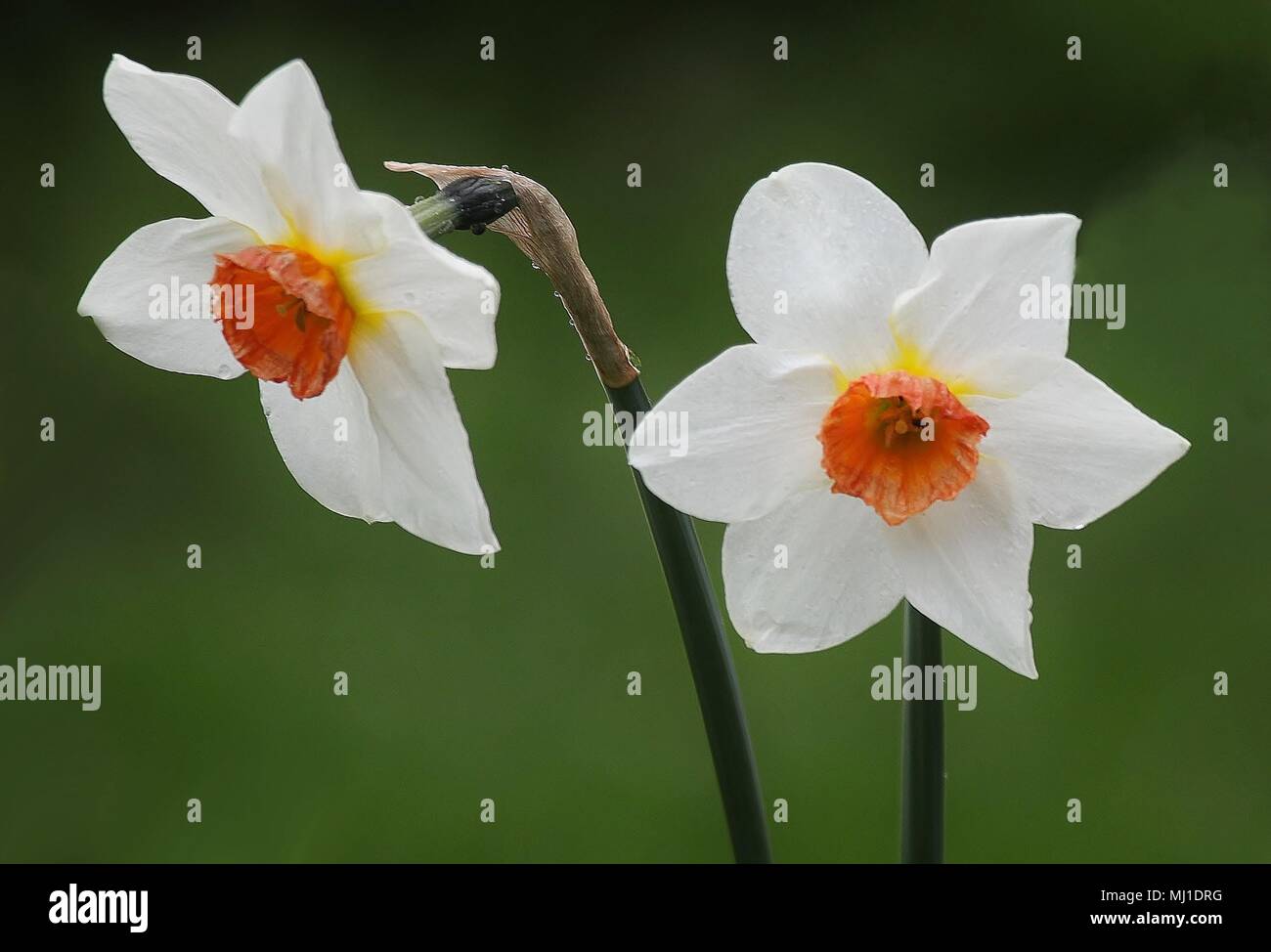 Narcissus poëticus Daffodil Stock Photo - Alamy