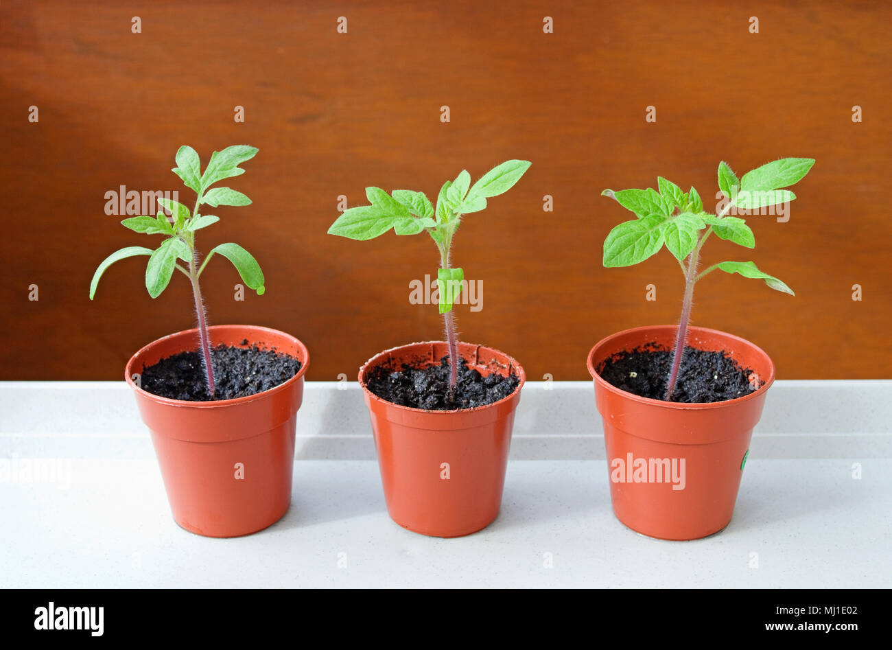 Small tomato plants hi-res stock photography and images - Alamy