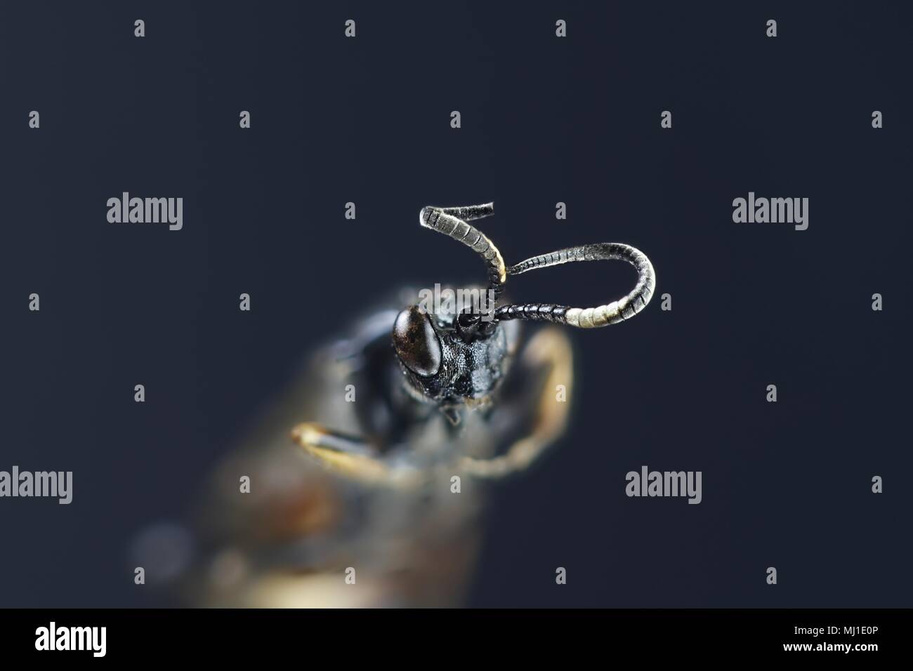Parasitoid wasp (ichneumonid), a microscope image Stock Photo - Alamy