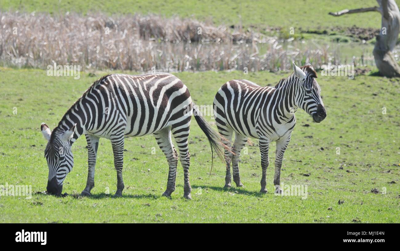 Project zebra hi-res stock photography and images - Alamy