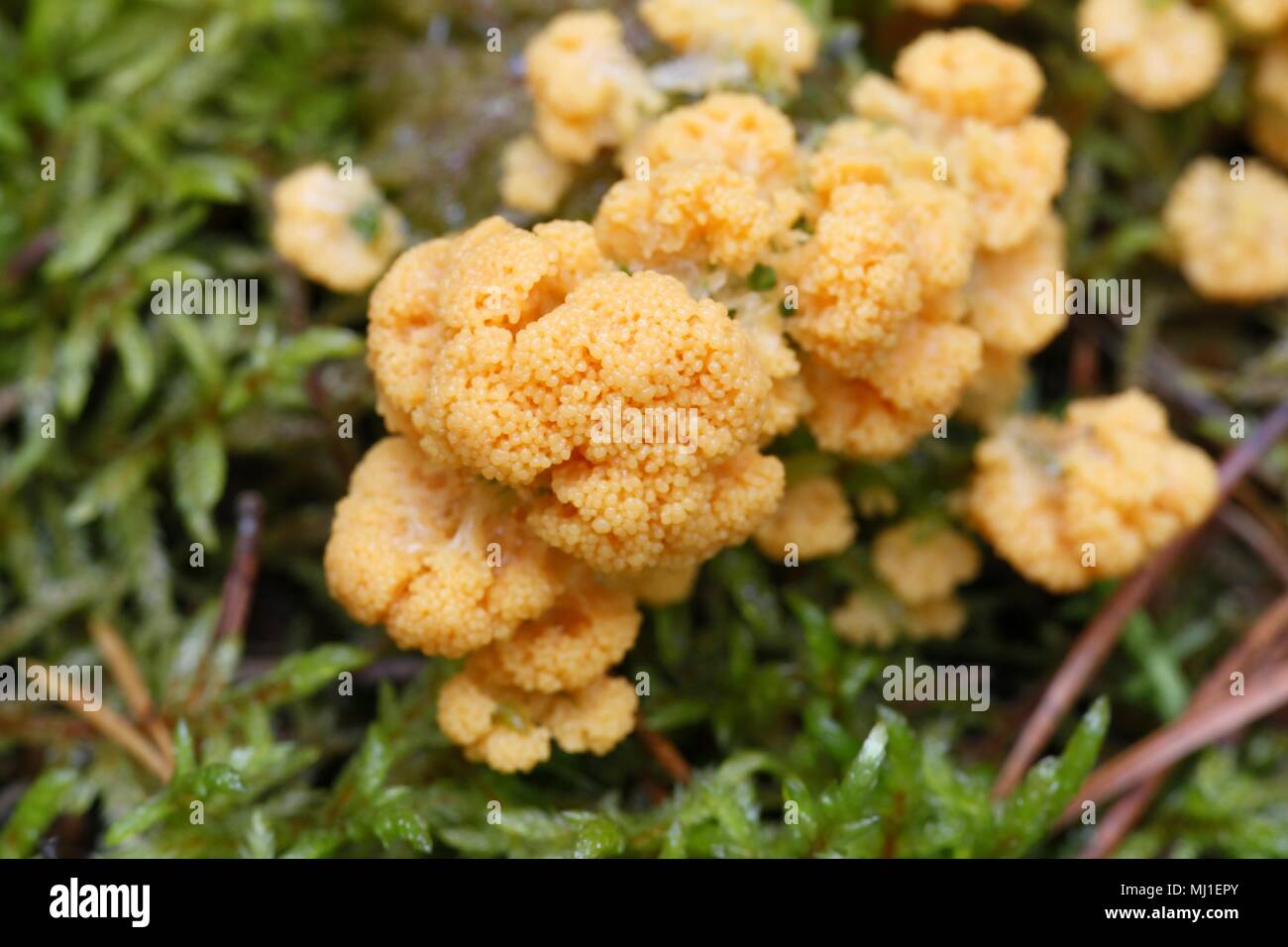 Plasmodial slime molds hi-res stock photography and images - Alamy