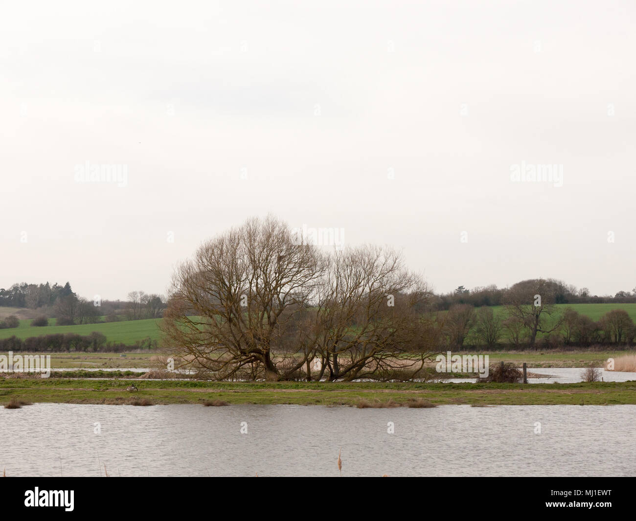 open water stream river nature background with tree on bank spring ...