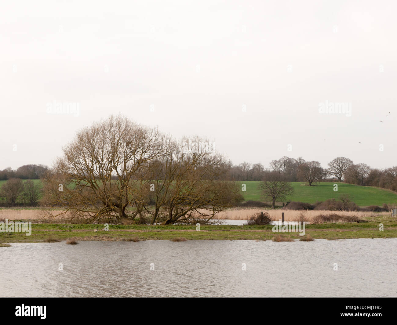 open water stream river nature background with tree on bank spring ...