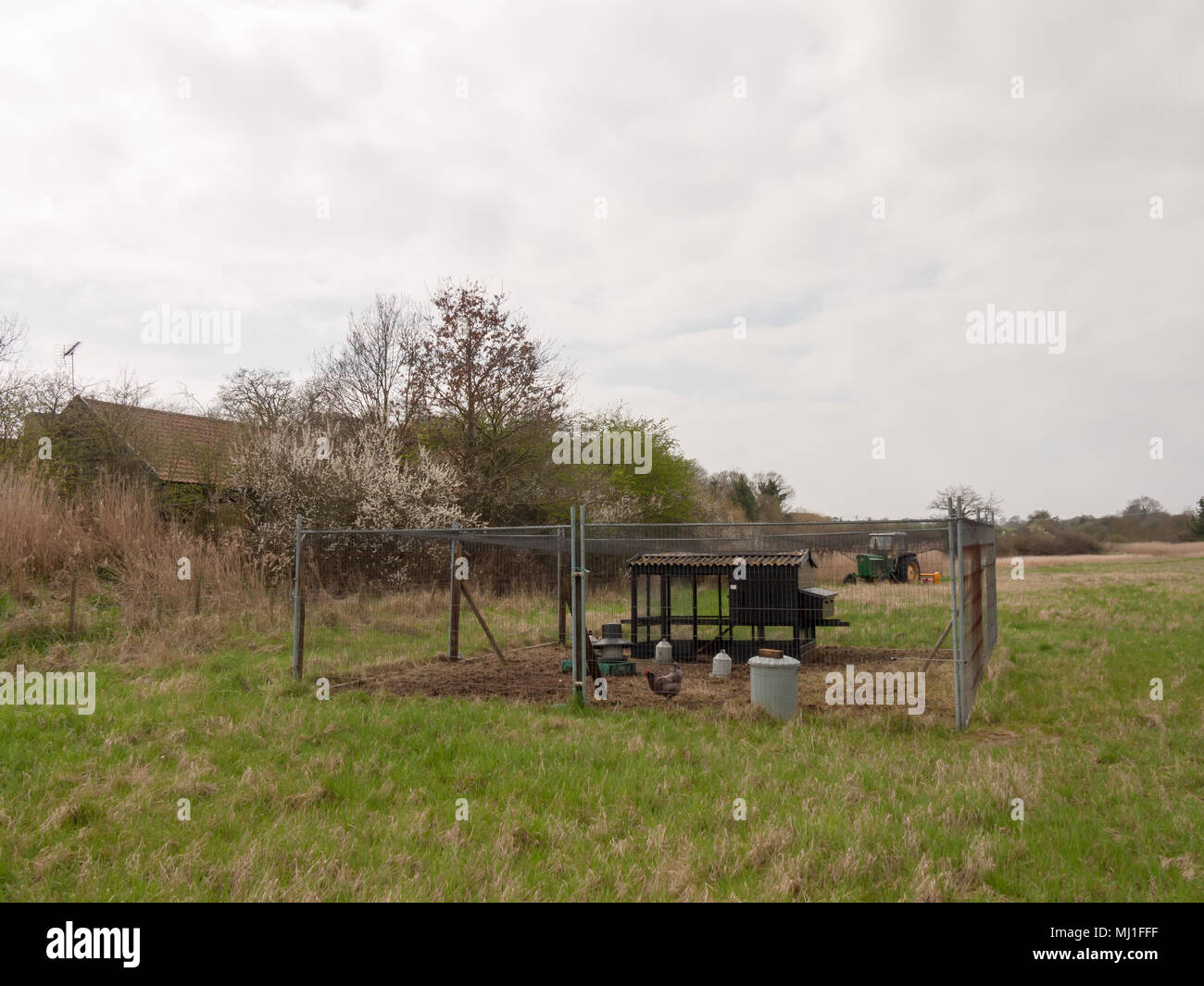 outside chicken hen coup fence gate farm field nature; essex; england ...