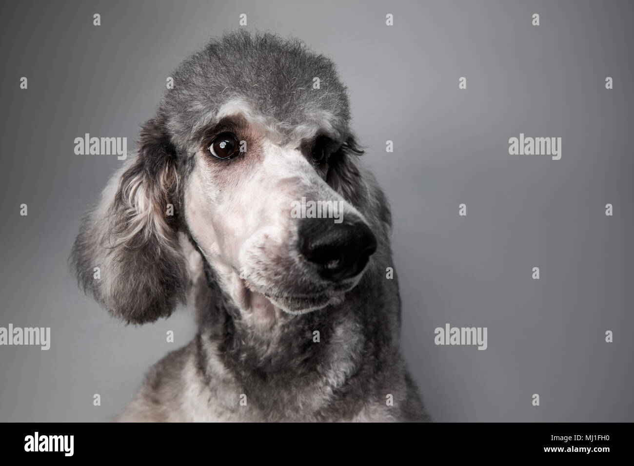 Chinese poodle hi-res stock photography and images - Alamy