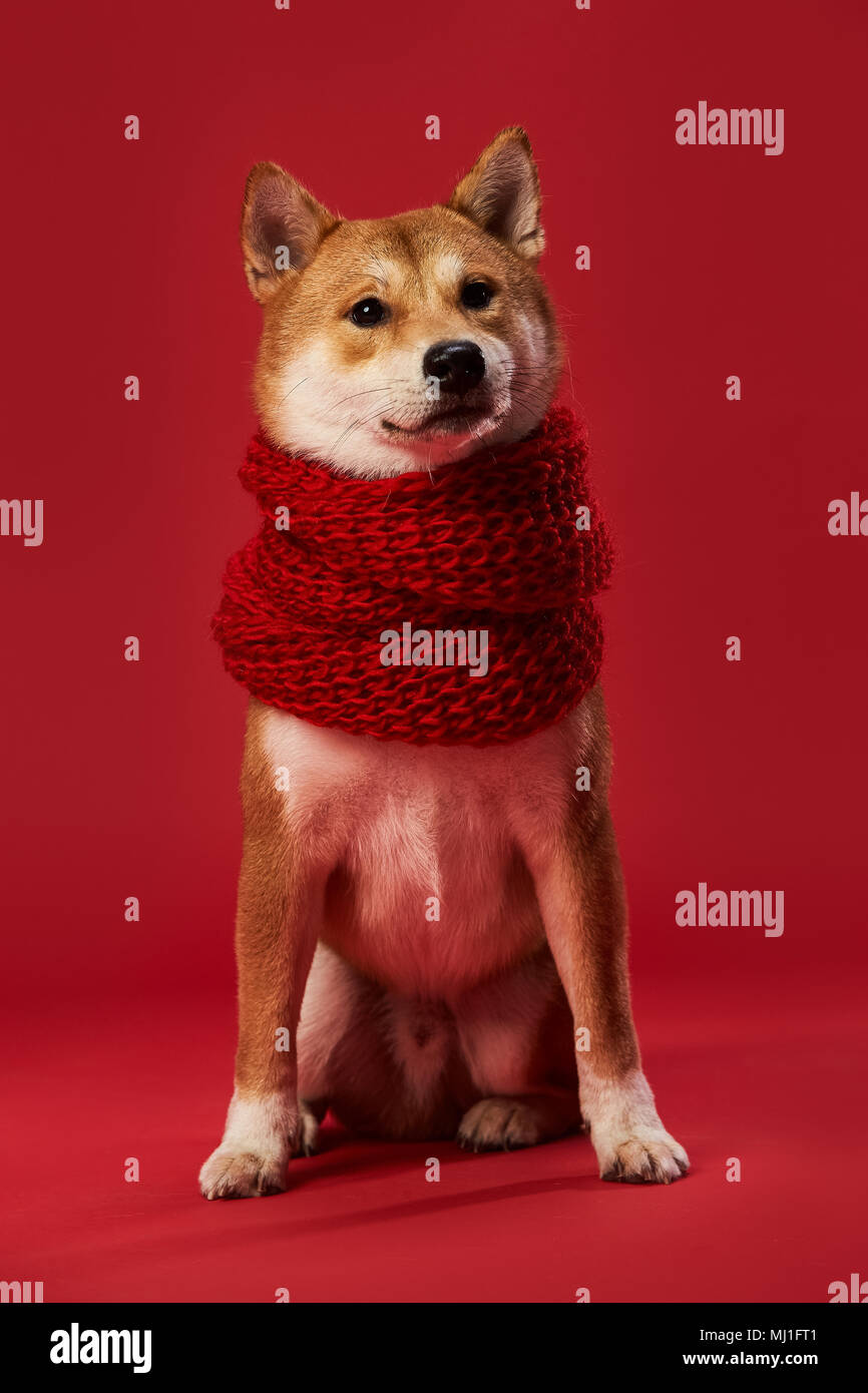 Cute shiba inu Stock Photo - Alamy