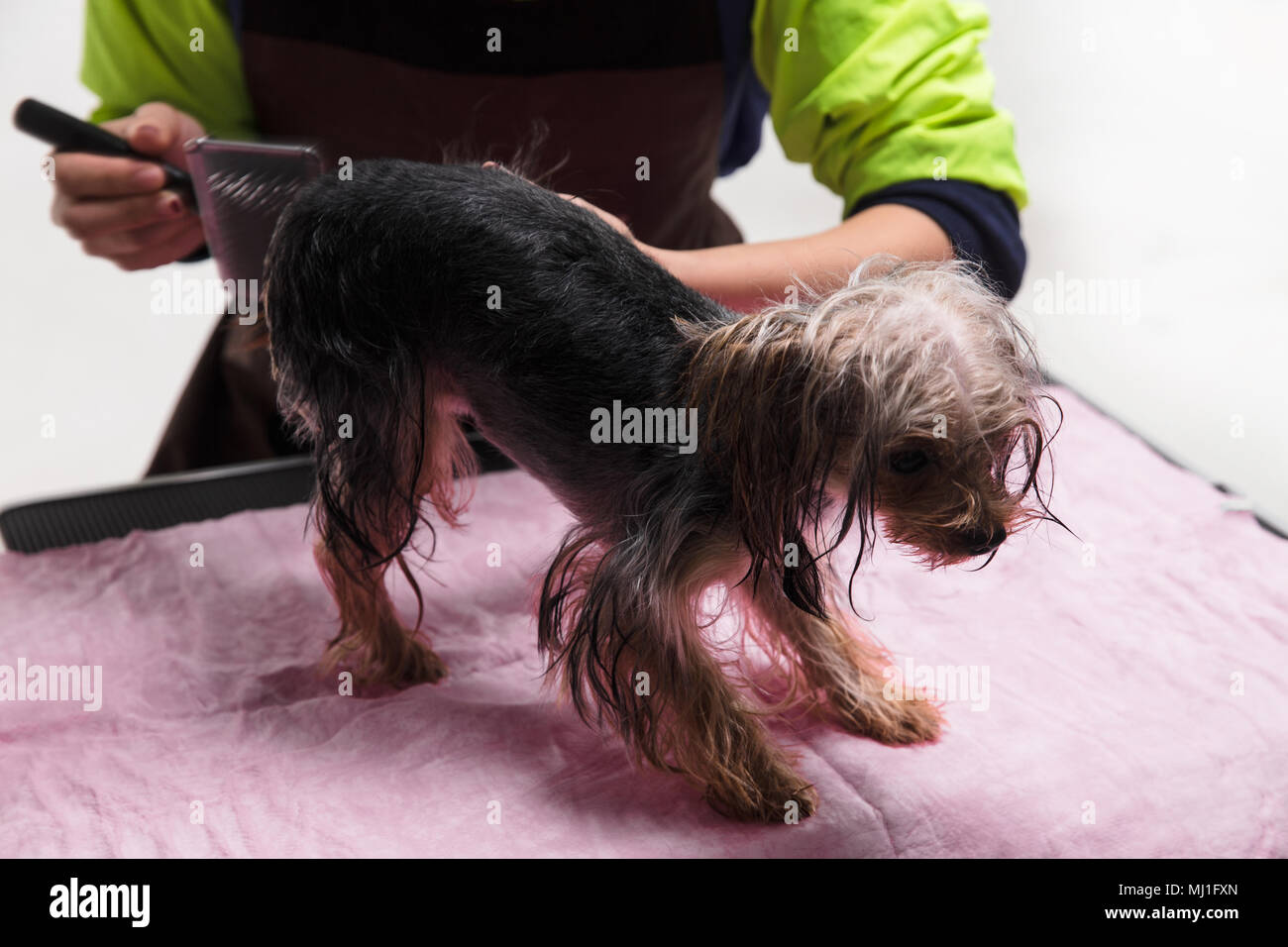 Women grooming dog pets hi-res stock photography and images - Alamy