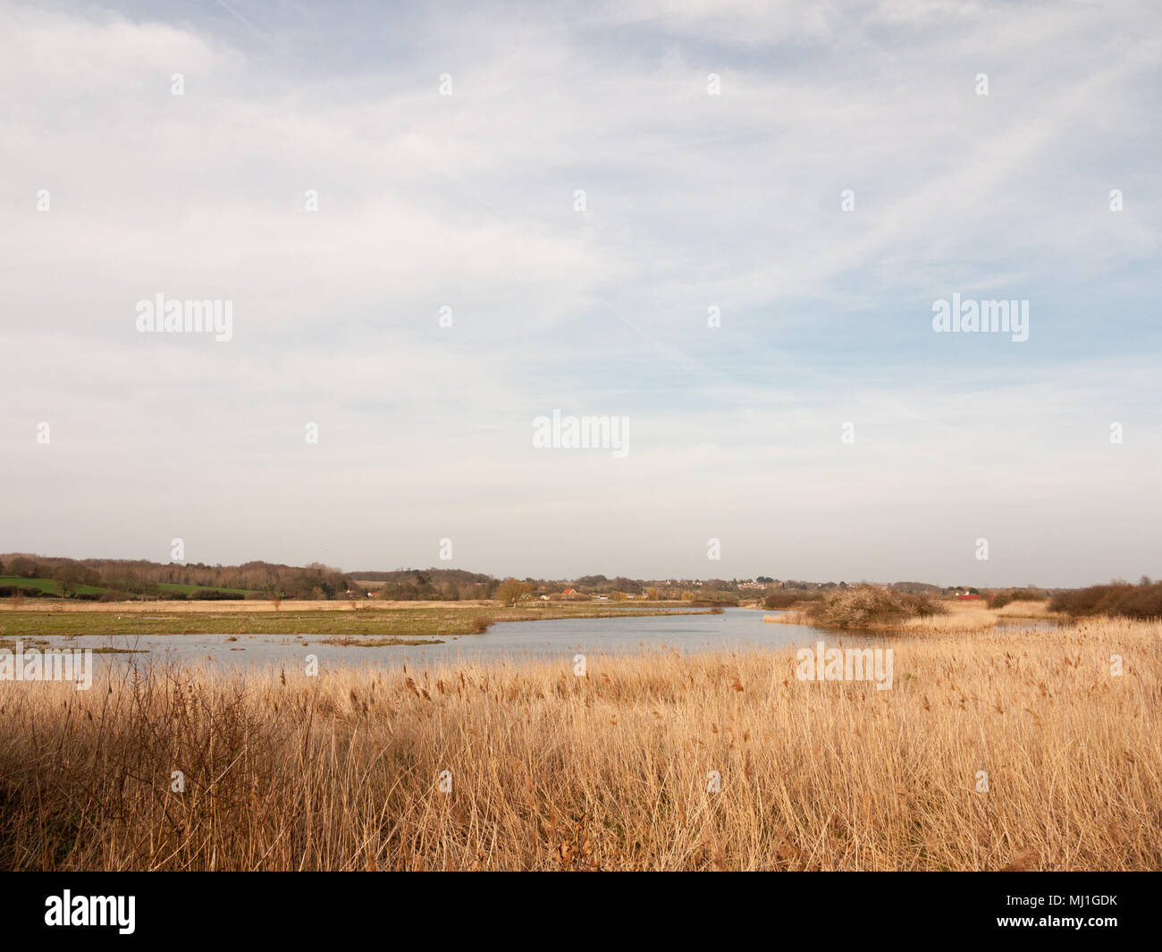 reeds nature growing side bank of river stream water sky blue clouds ...