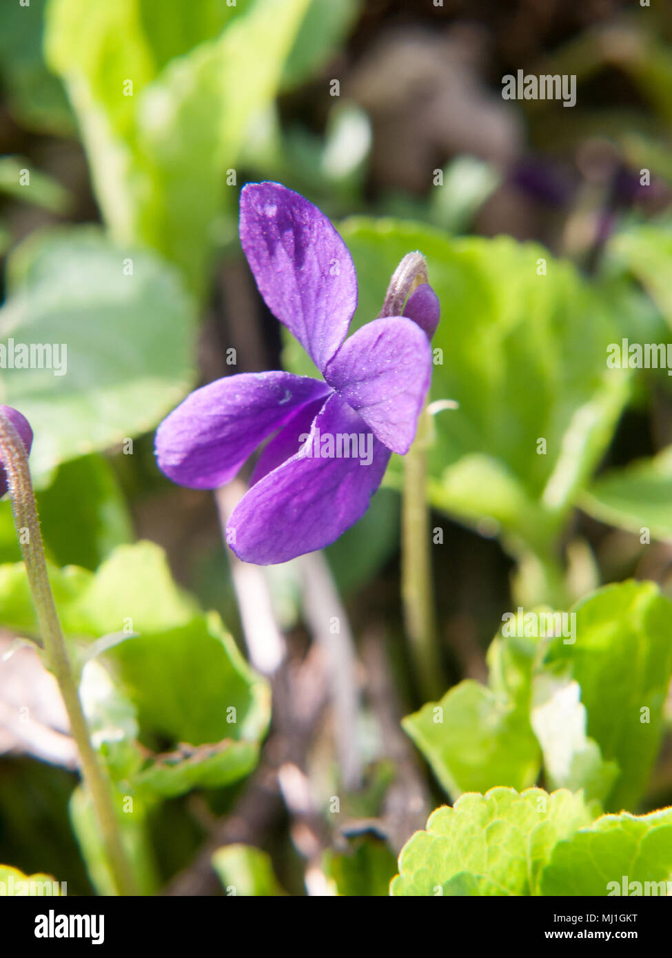 English violet viola odorata england hi-res stock photography and ...