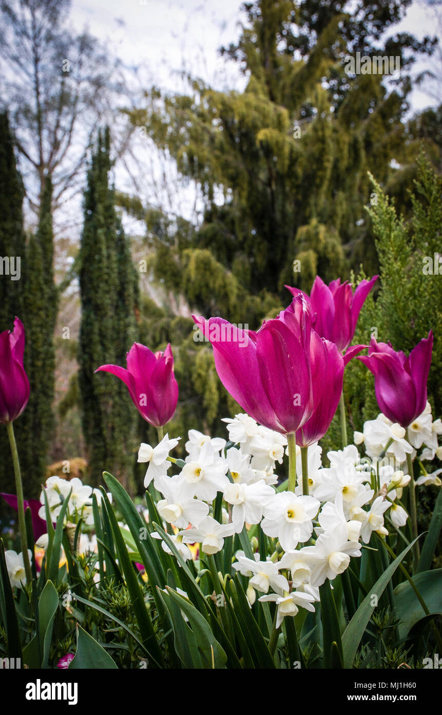 Gardens perspectives hi-res stock photography and images - Alamy