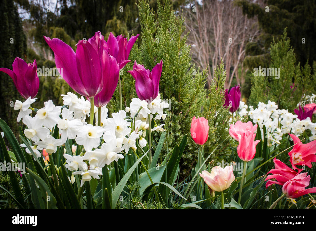 Gardens perspectives hi-res stock photography and images - Alamy
