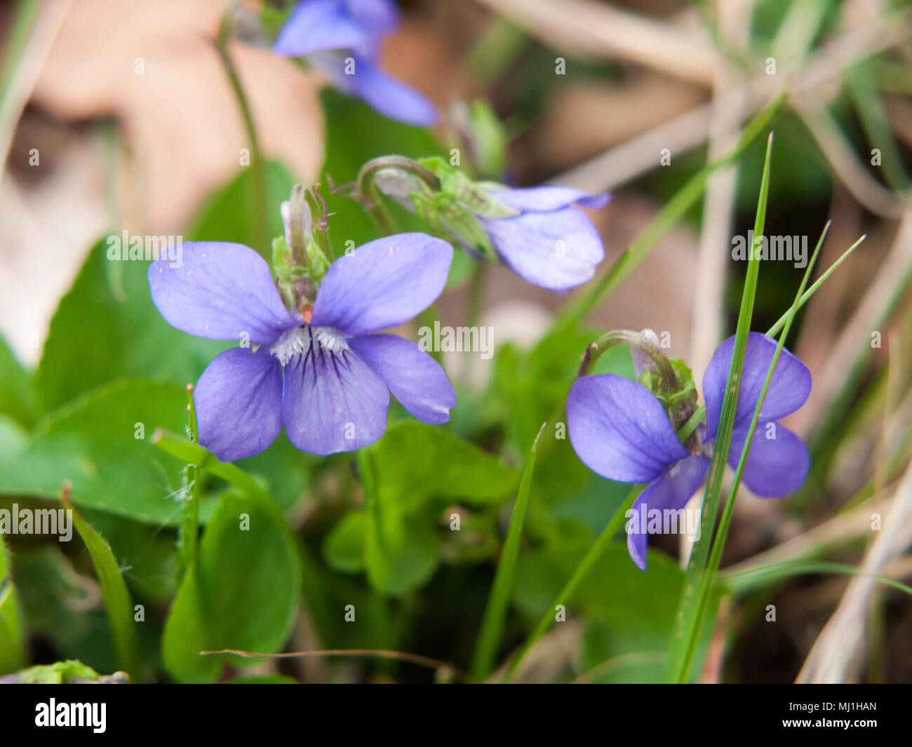 close up of beautiful spring sweet violet flower petals nature macro ...