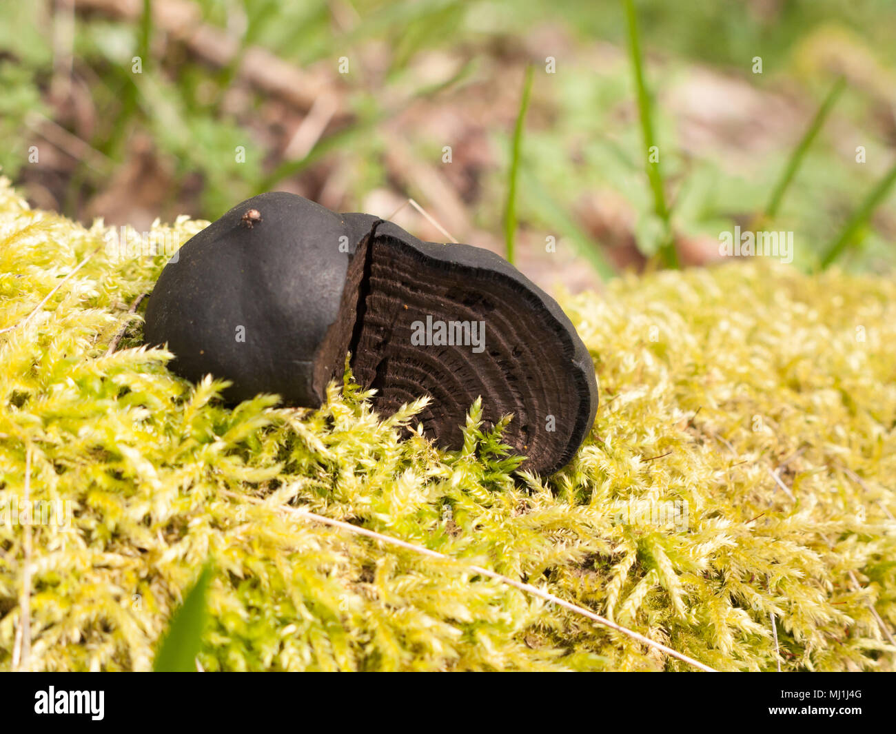 King alfreds cake fungi daldinia hi-res stock photography and images ...