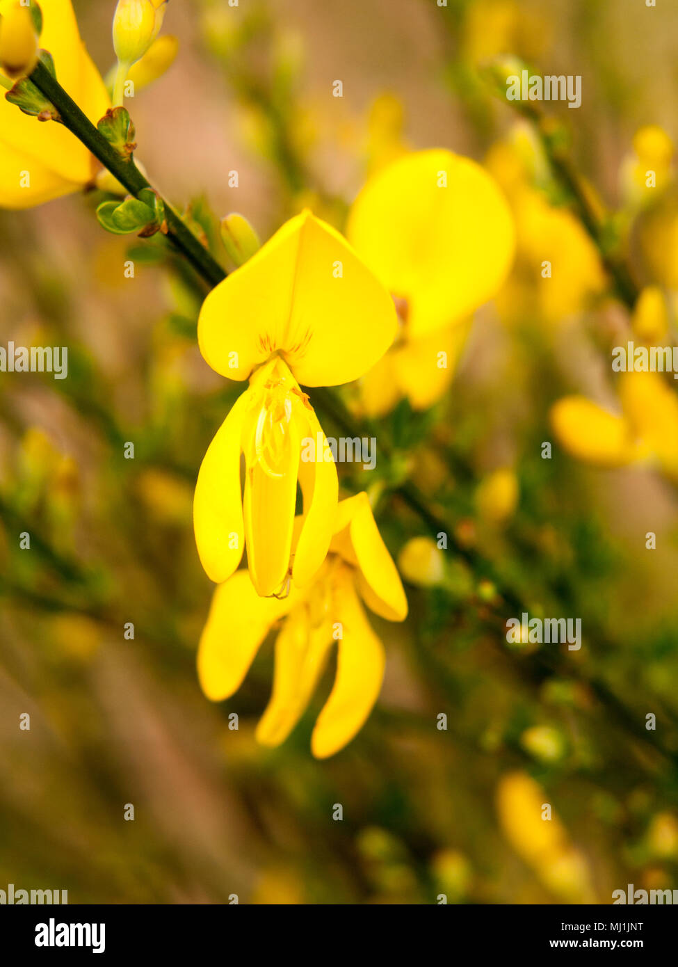 Broom Flower High Resolution Stock Photography and Images - Alamy