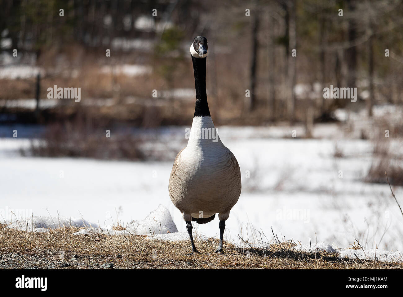 Oie bernache hi-res stock photography and images - Alamy