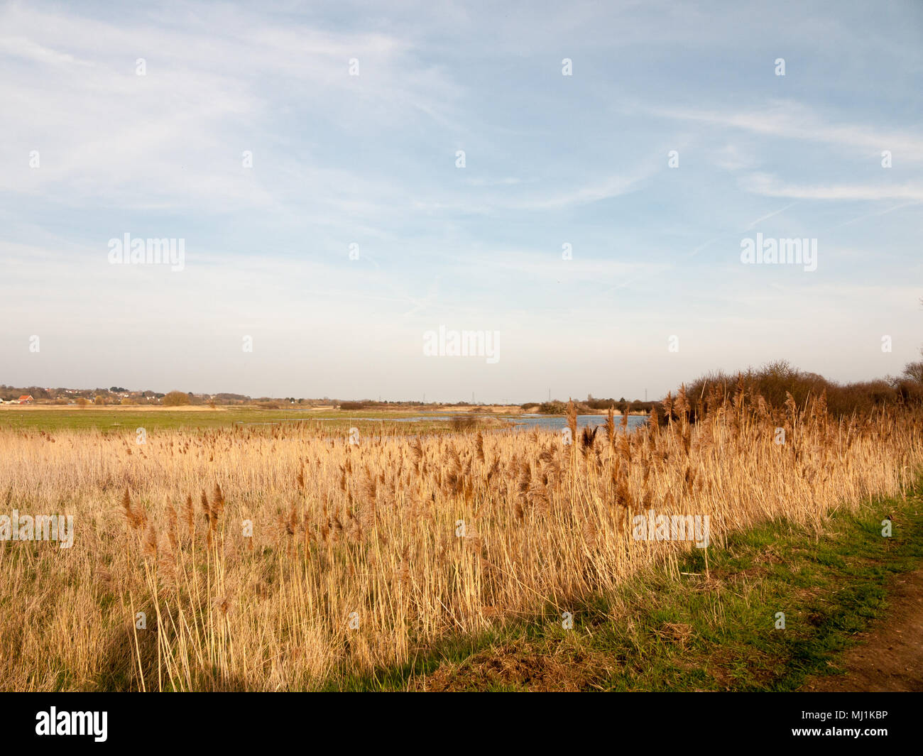 reeds nature growing side bank of river stream water sky blue clouds ...