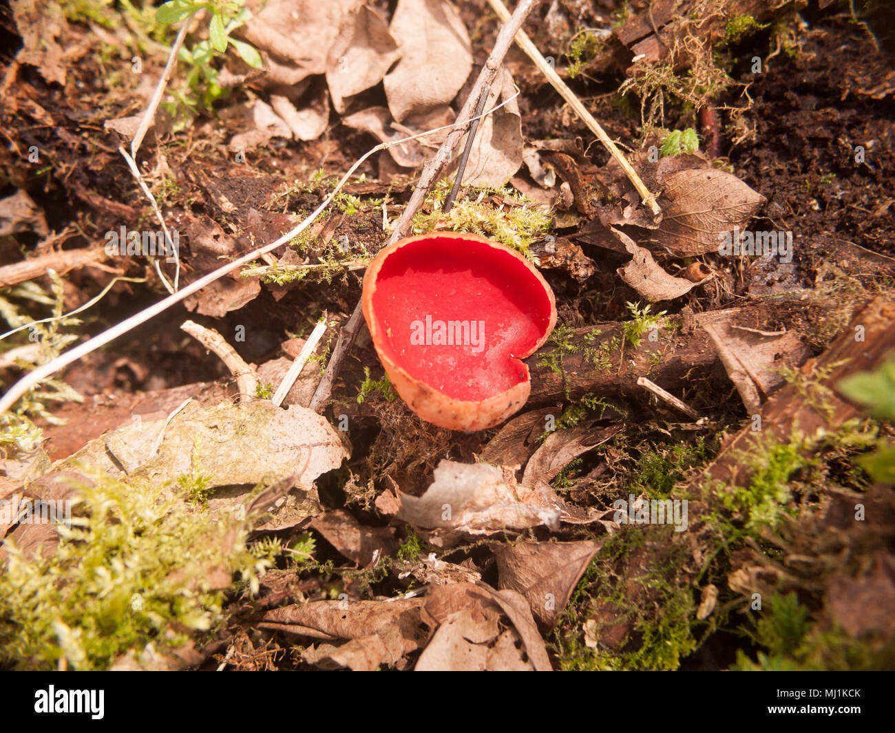 Scarlet elf cap mushroom uk hi-res stock photography and images - Alamy