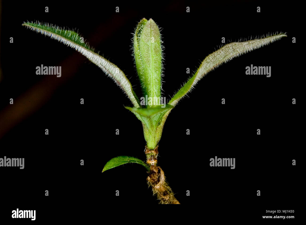 Brietling watch hi-res stock photography and images - Alamy