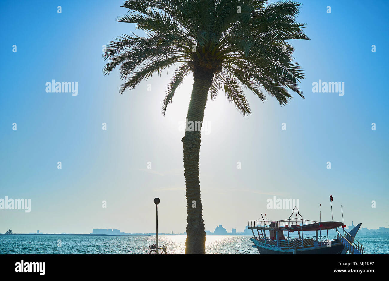 Corniche doha qatar palm tree hi-res stock photography and images - Alamy