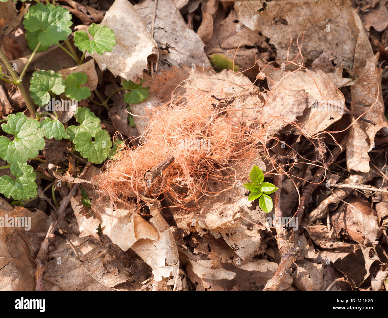 Root rot apple tree hi-res stock photography and images - Alamy