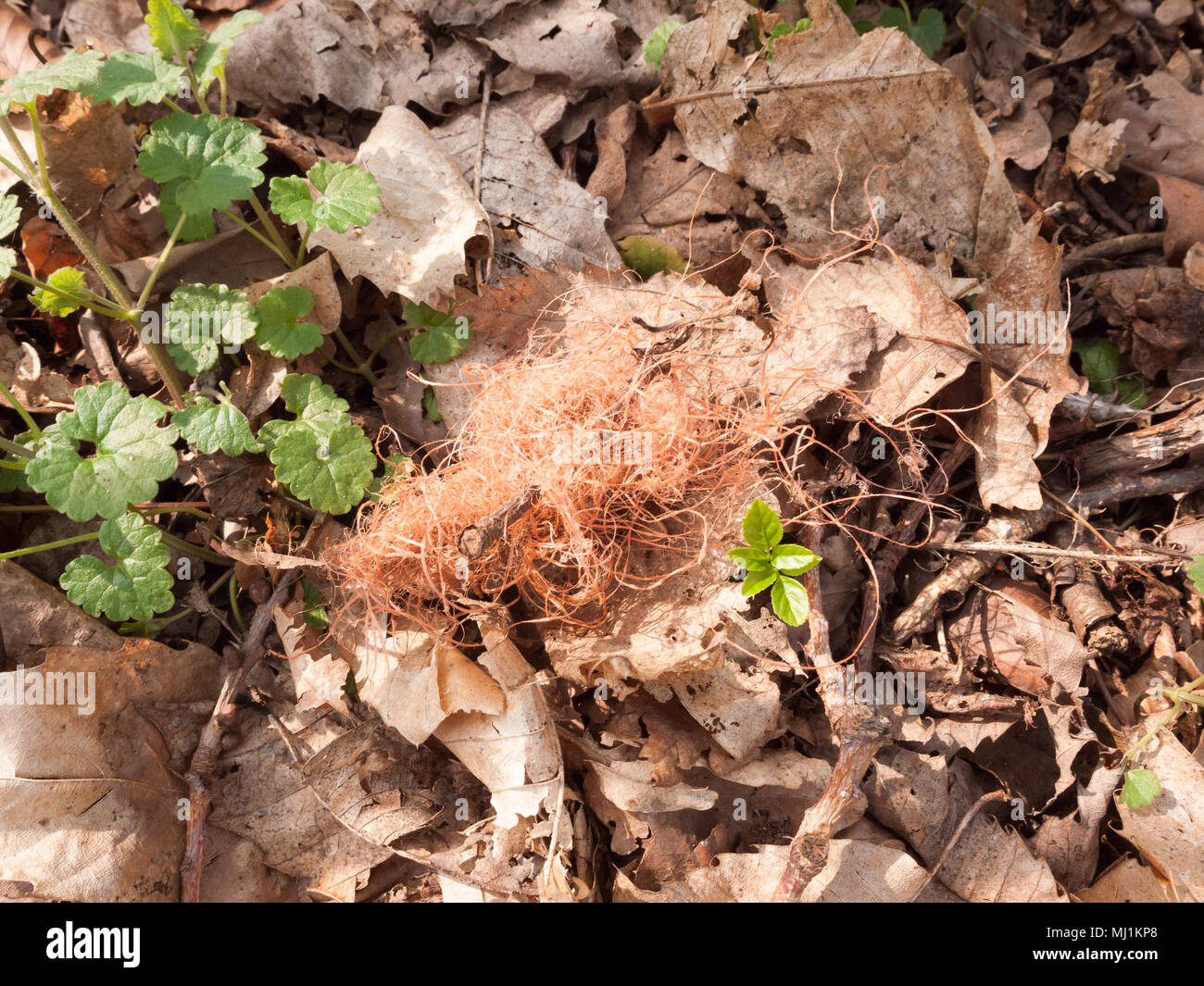 Root rot apple tree hi-res stock photography and images - Alamy
