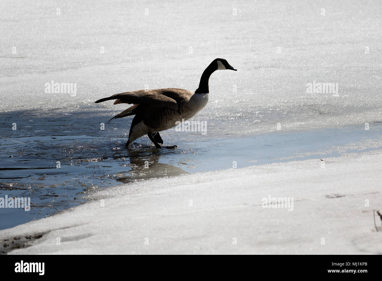 Bernache du Canada en migration, printemps Estrie Stock Photo - Alamy