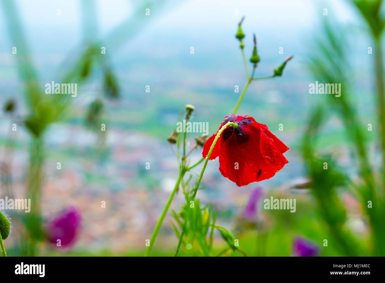 A wilted poppy with raindrops and a fly on a petal Stock Photo - Alamy