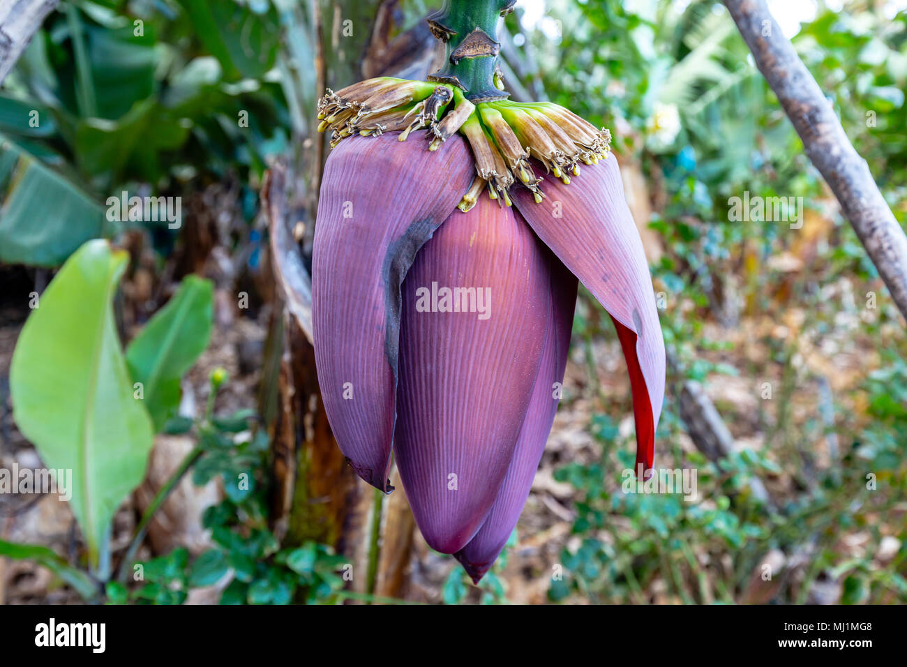 Bananenblüte hi-res stock photography and images - Alamy