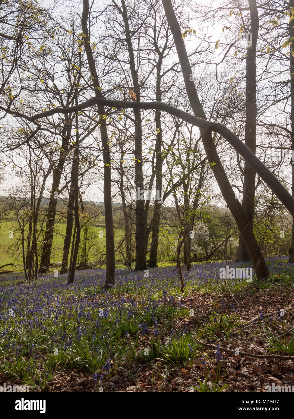 blue bells growing on forest woodland floor UK spring trees nature ...