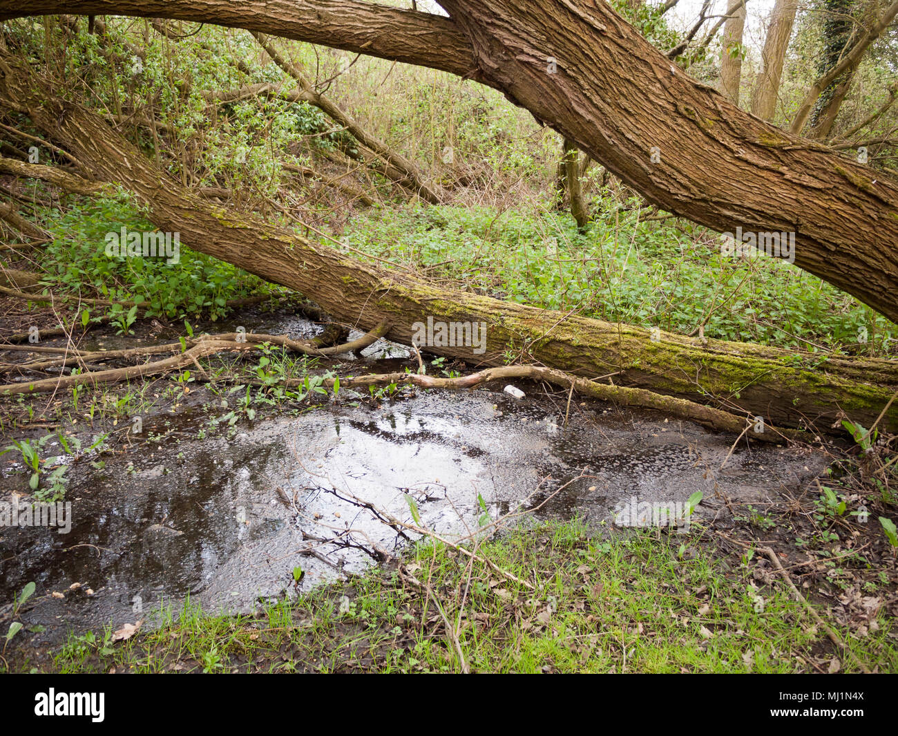 river water stream running through woodland uk spring background; essex ...
