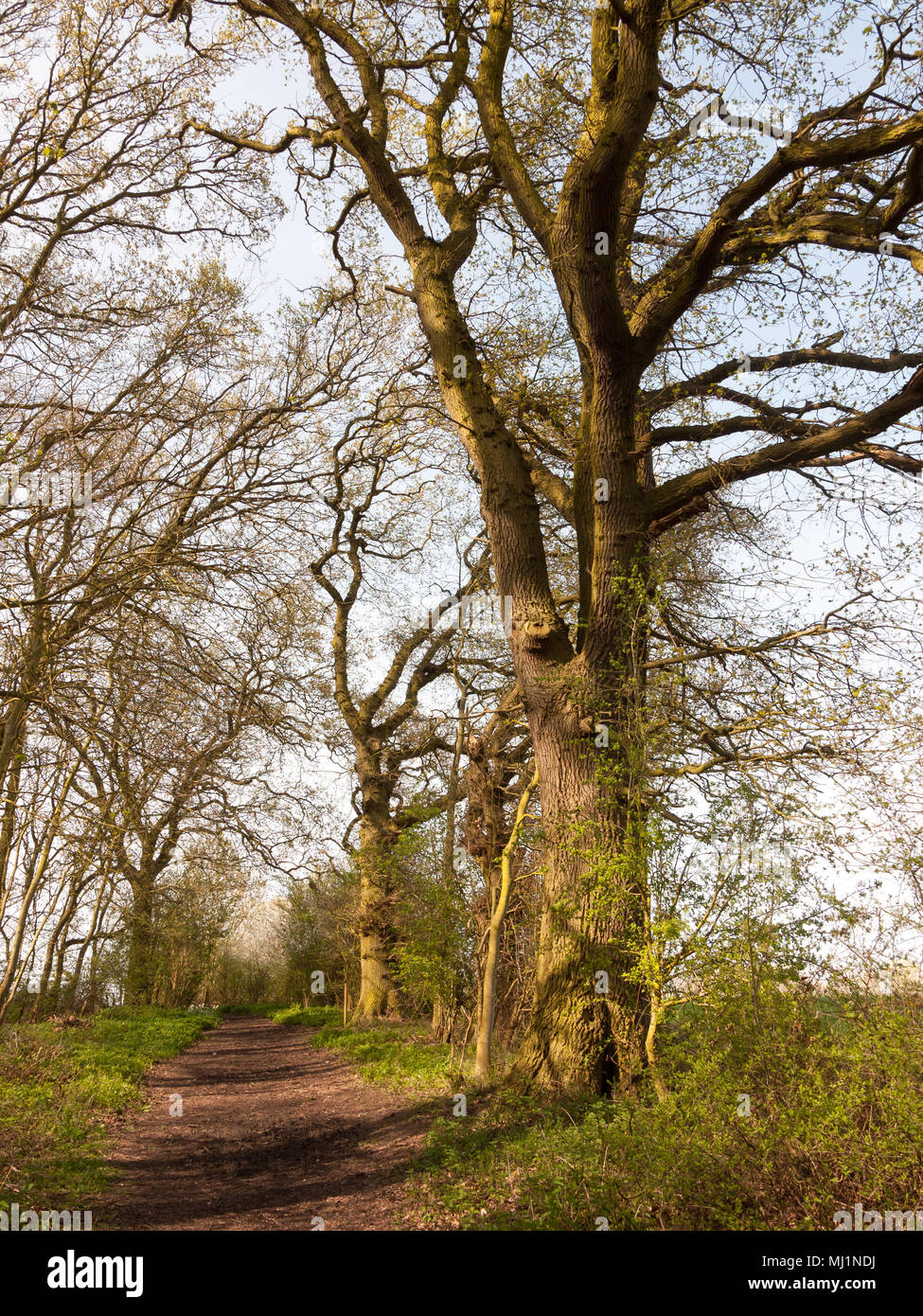 large tree trunks bark inside forest nature background branches; essex ...