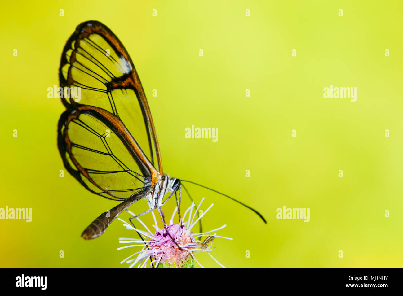 Clearwing butterfly with transparent "glass" wings (Greta oto) closeup ...