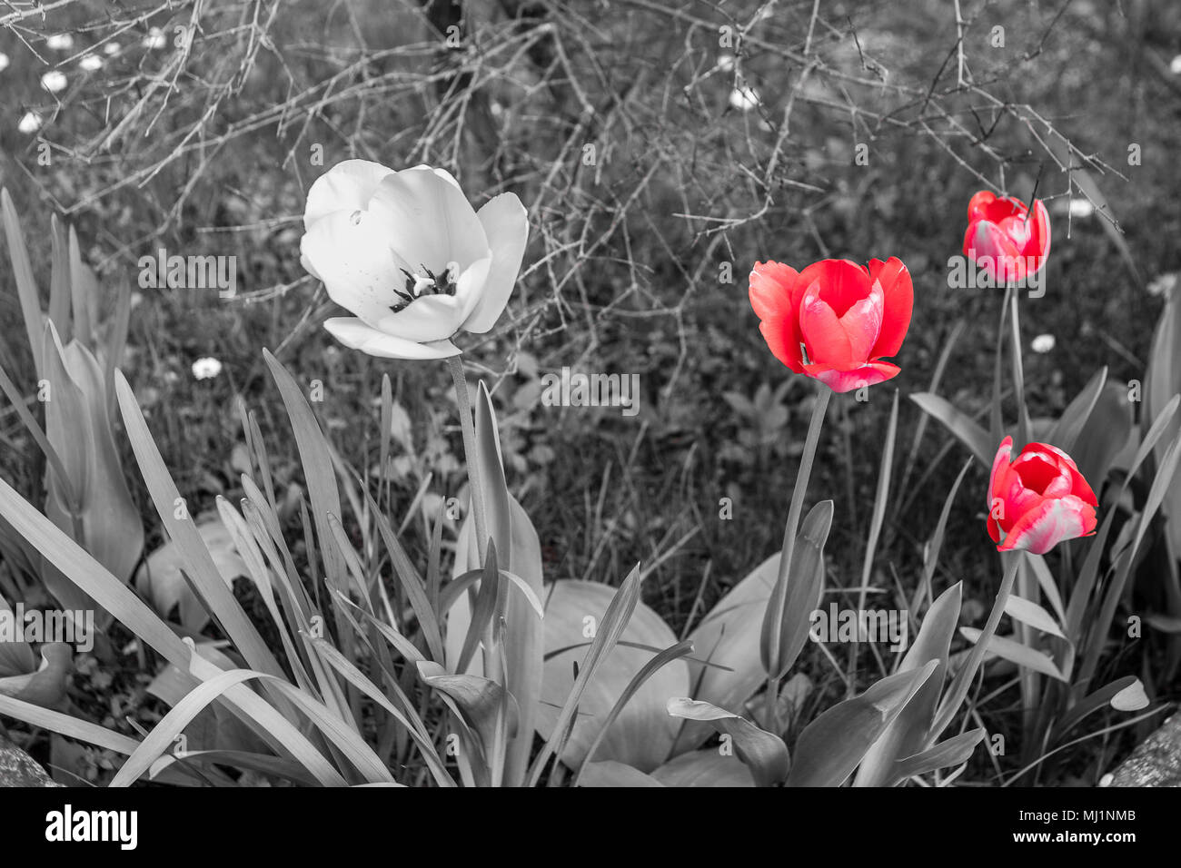 Red tulips color isolation effect Stock Photo - Alamy